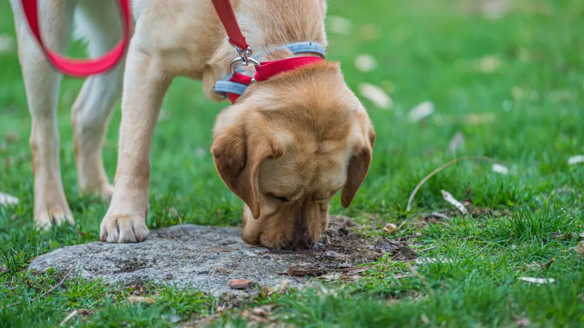 Por Que Mi Perro Huele Mi Caca