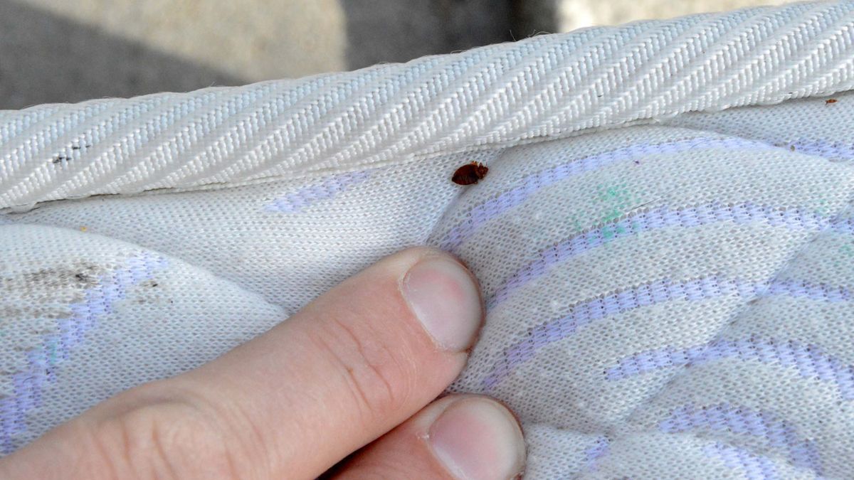 El truco casero para detectar si hay chinches en tu hogar rápidamente