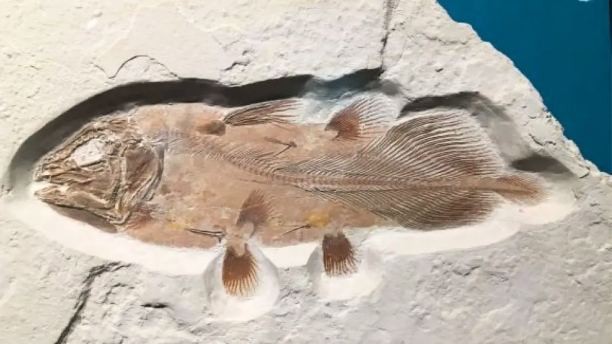 Descubrimiento de un pez prehistórico impacta en los especialistas ...