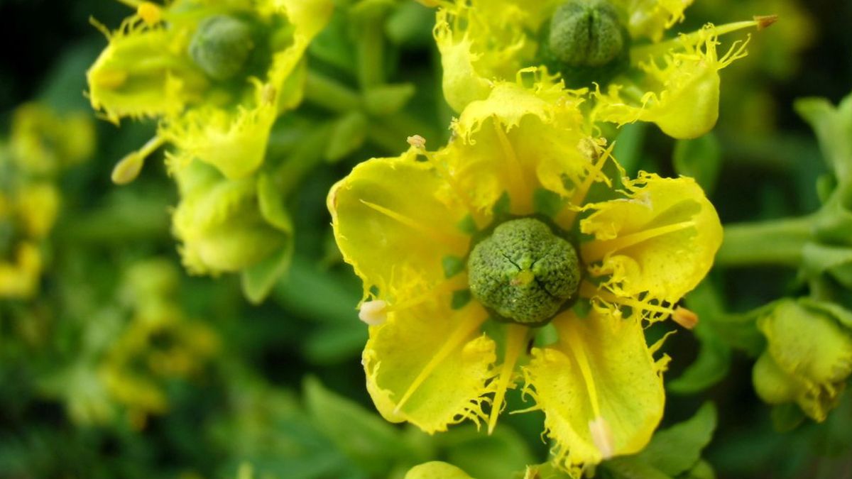 Qué significa regalar una RUDA del jardín de casa