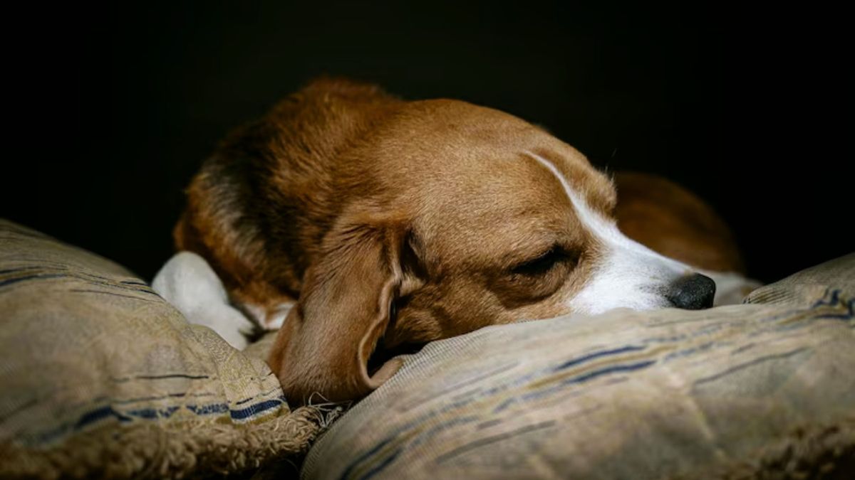 La raza de perro que es recomendada para personas tranquilas: duerme ...