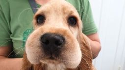 Qué significa el aullido de los perros y a qué se debe