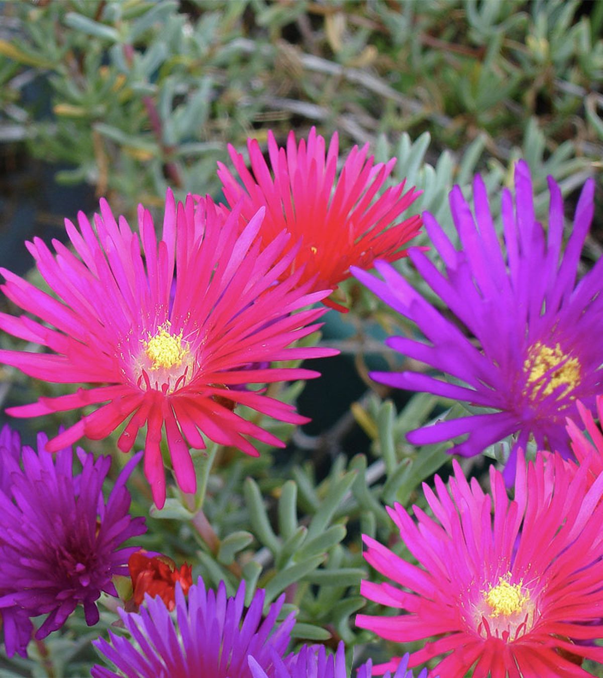 Cómo hago para que mi rayito de sol se llene de flores esta primavera