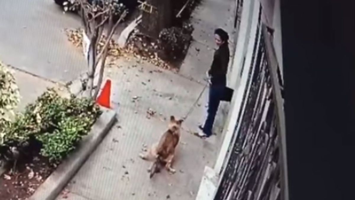 Lady Caca: no levanta las heces de su perro, pero las camufla