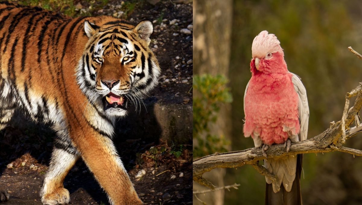 Cuál es el nombre de la línea que las especies animales nunca se ...