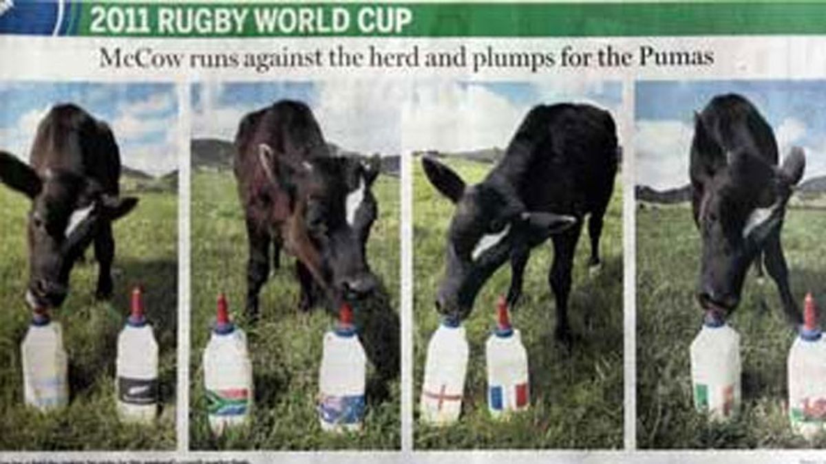 La vaca McCow predijo un triunfo de Los Pumas