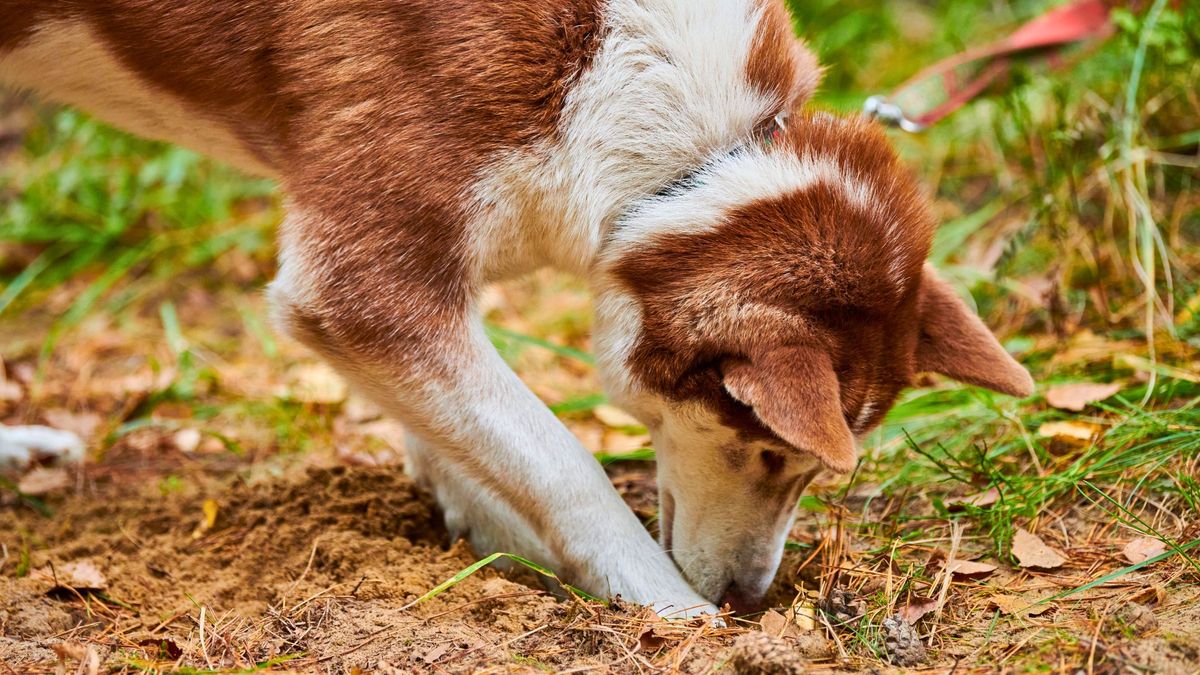 Qué significa que tu perro destruya el jardín cavando pozos, según ...