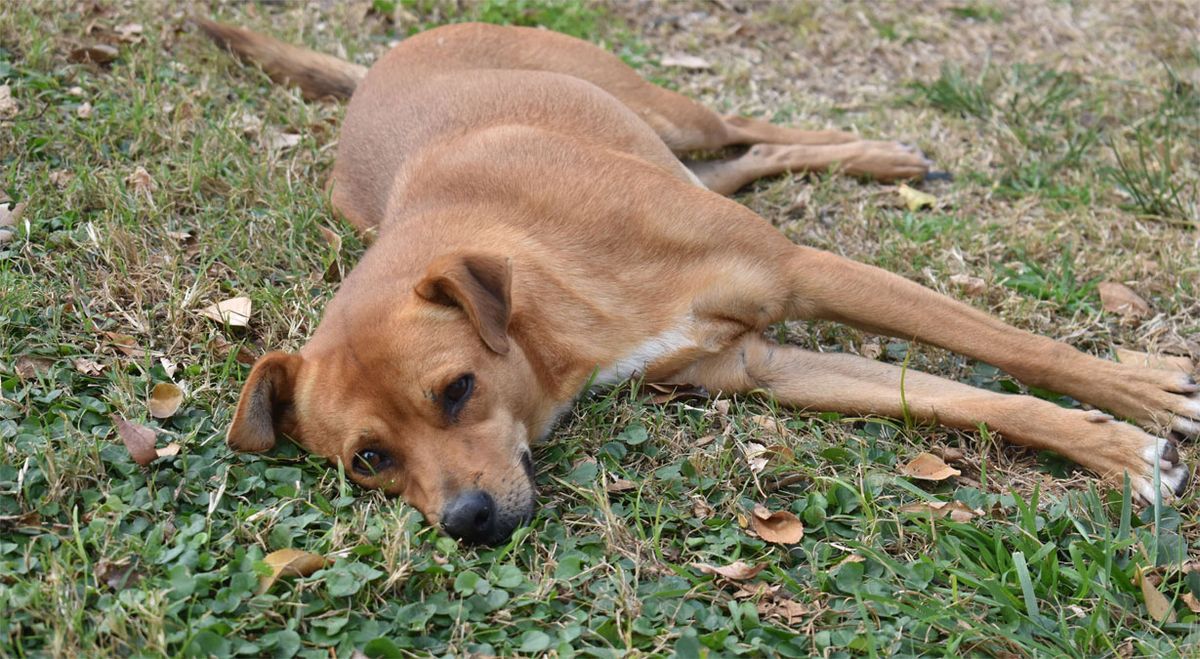 Qué significa Firulais y por qué a muchos perros se los llama de esa manera
