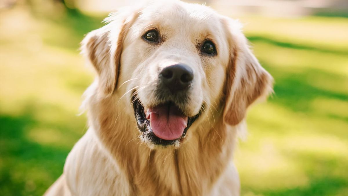 ¿Cuánto ejercicio necesita hacer mi perro en un día?