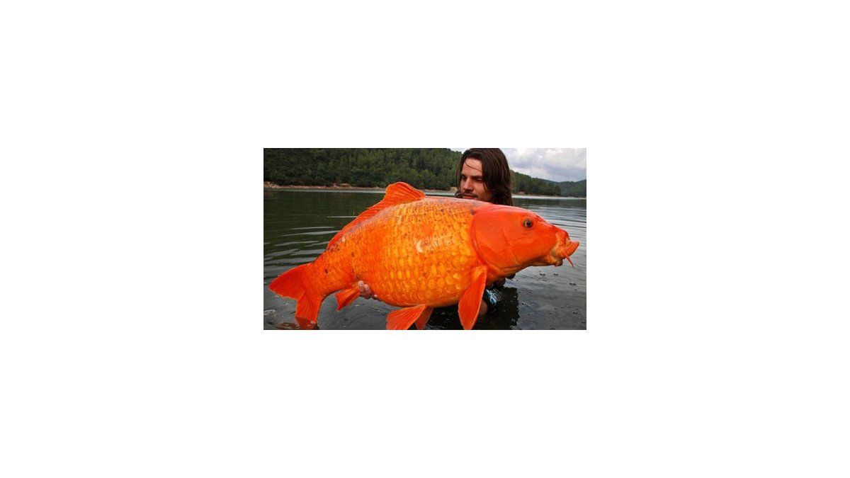 El cuento del pescador se hizo realidad: atraparon una carpa dorada de ...