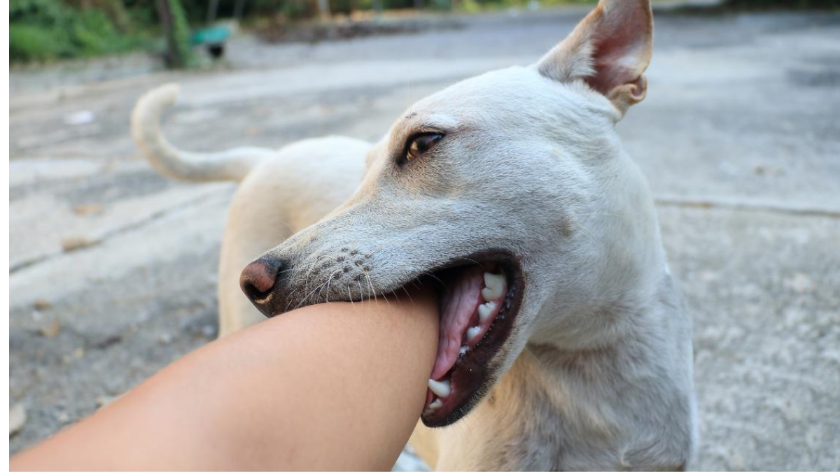 Qué significa que mi perro muerda suave mi mano o brazo