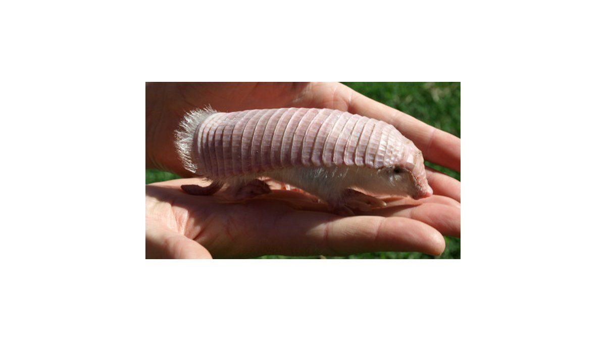 El extraordinario pichiciego, una curiosidad mendocina