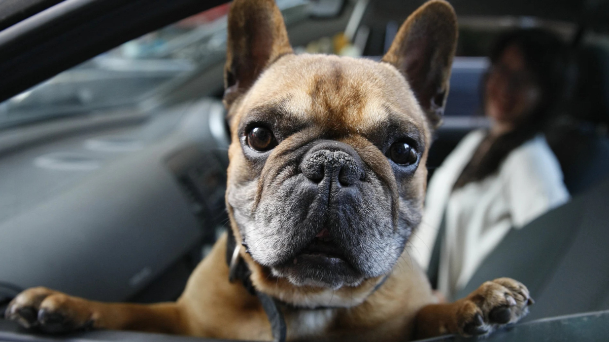 Por qué mi perro me mira fijo y qué significa para la ciencia veterinaria