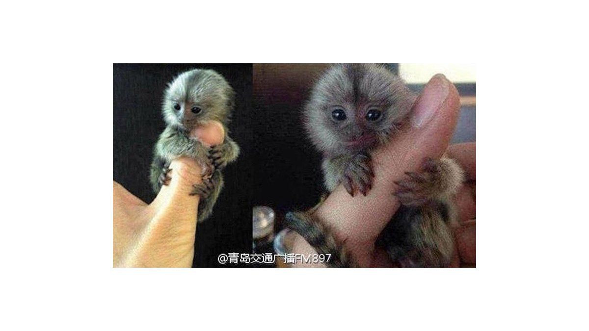 Viral: un mono tití enternece a todos