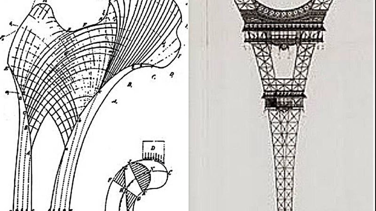 Qué es la biomímesis: la ciencia de imitar a la naturaleza para ...