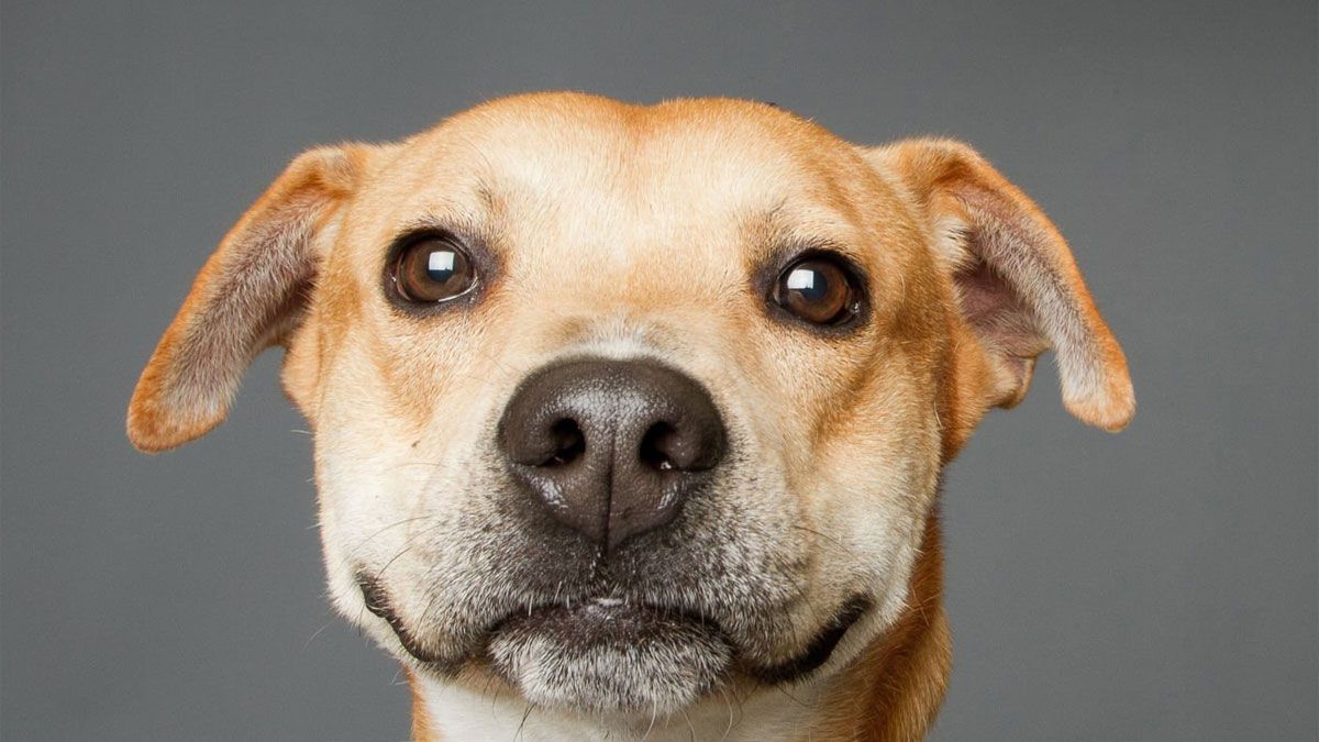 La tabla para calcular cuántos años tiene tu perro en humano