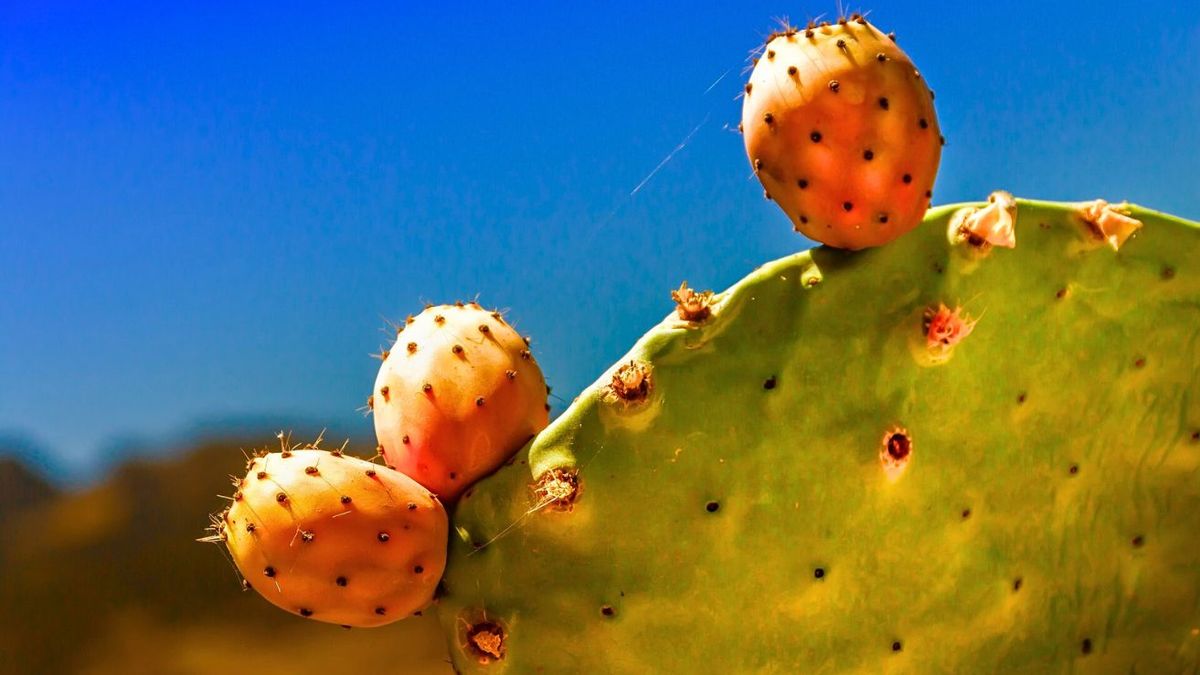 Qué es el nopal y cuáles son sus propiedades curativas