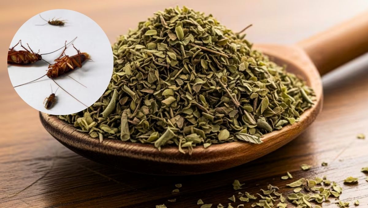 Cómo ahuyentar a las cucarachas de casa usando un poco de orégano ...