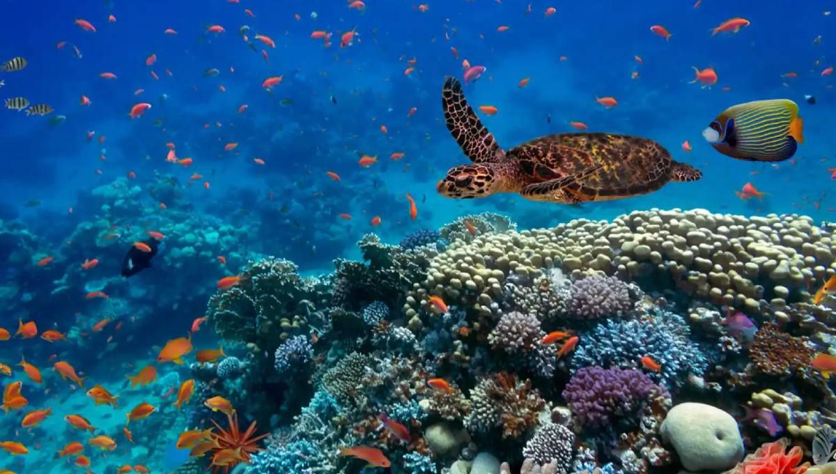 Respira hondo antes de saber cuál es el verdadero color de los océanos