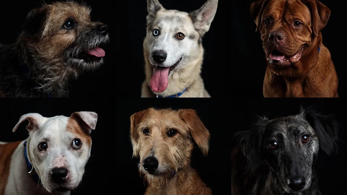 Mirá qué raza de perro sos según tu signo del zodiaco