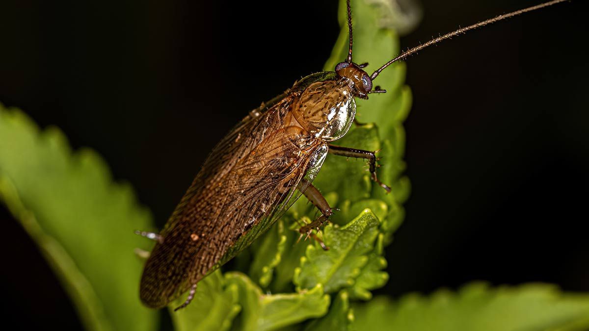Fácil y efectivo: cómo utilizar la planta de romero para eliminar las ...
