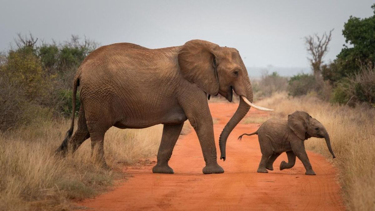 Cuál es la diferencia entre la palabra grande, gigante y enorme, según ...