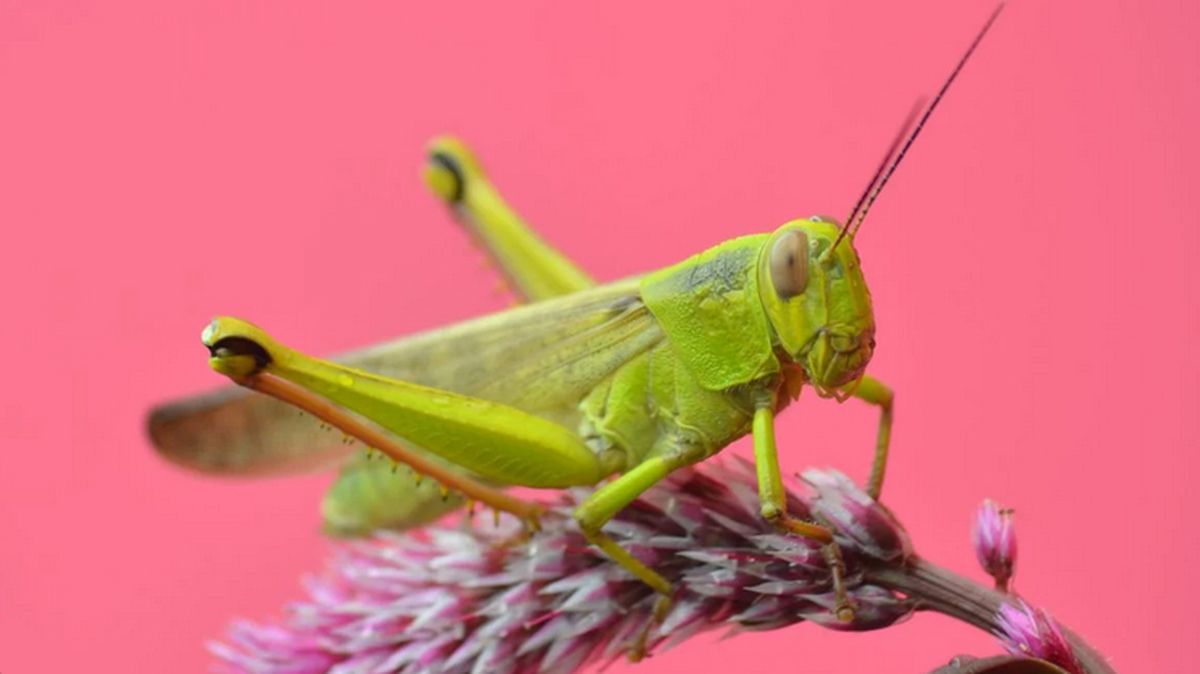 Qué significa encontrar un grillo en el jardín de casa
