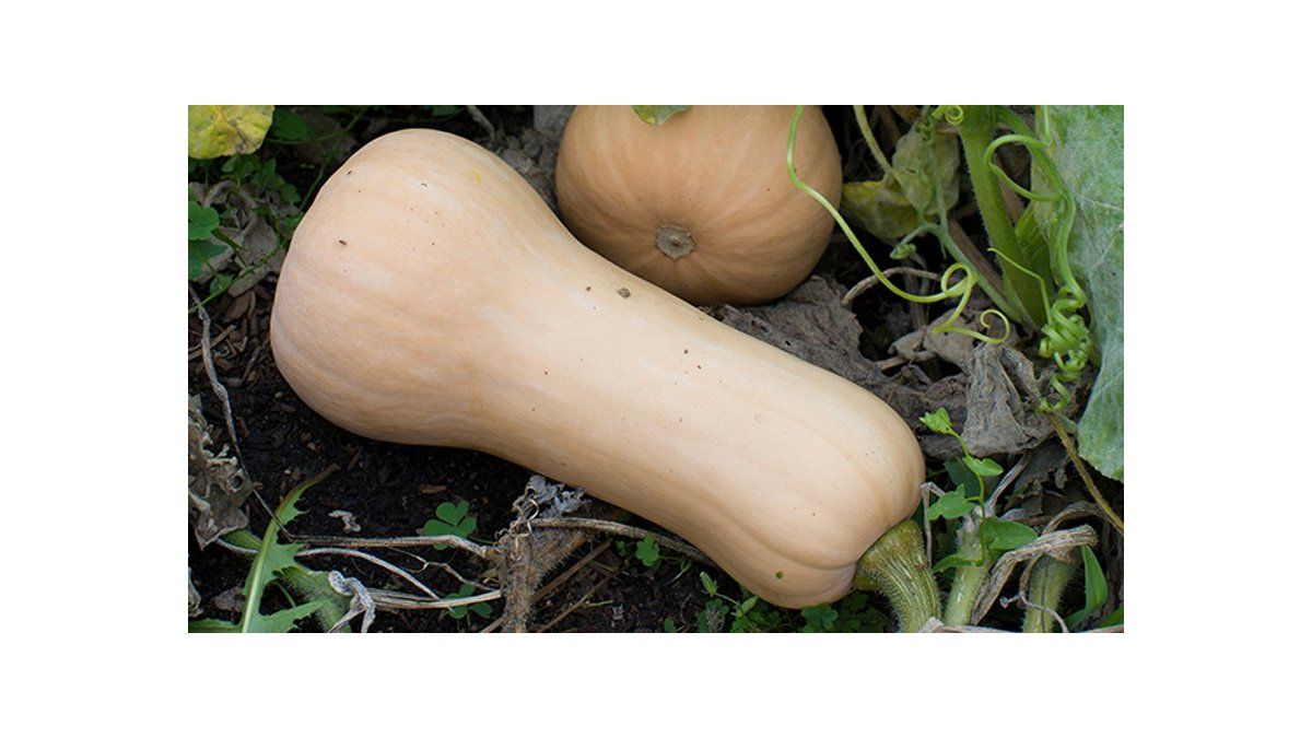 El mayor aumento lo sufrió el zapallo coreano con el 40,3%