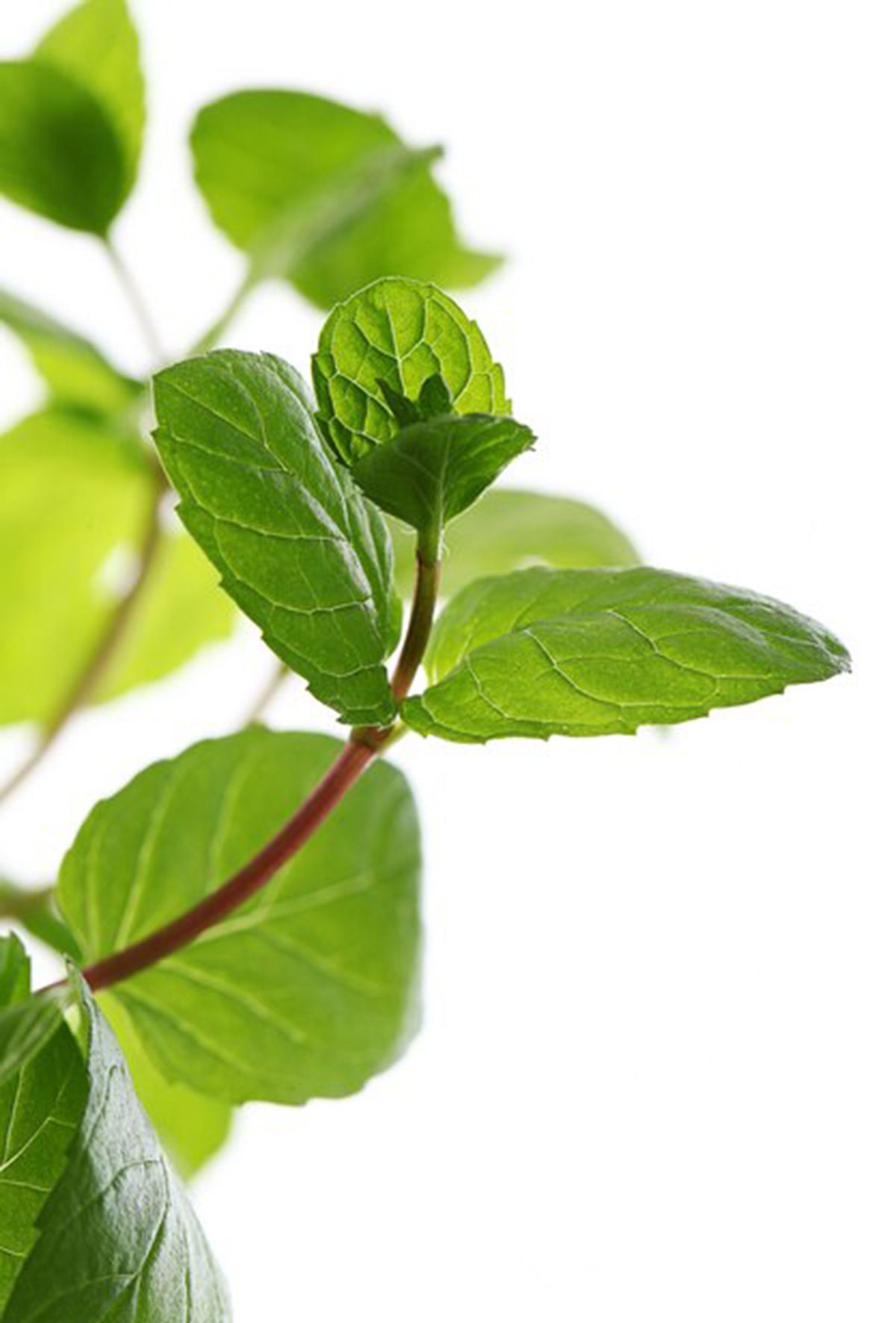 Rituales mágicos con menta para invocar la prosperidad y contra la envidia
