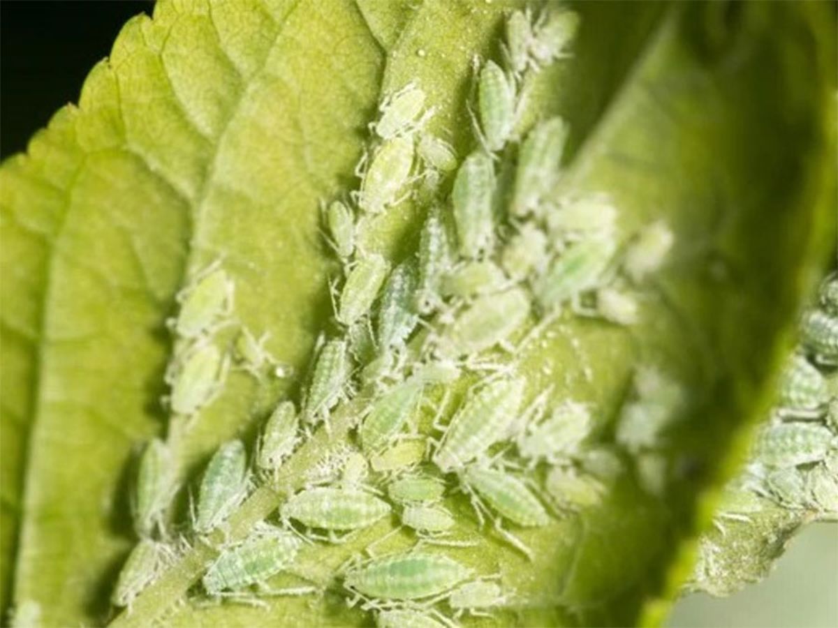 Cómo hacer para eliminar los pulgones y cochinillas que atentan contra las plantas del jardín