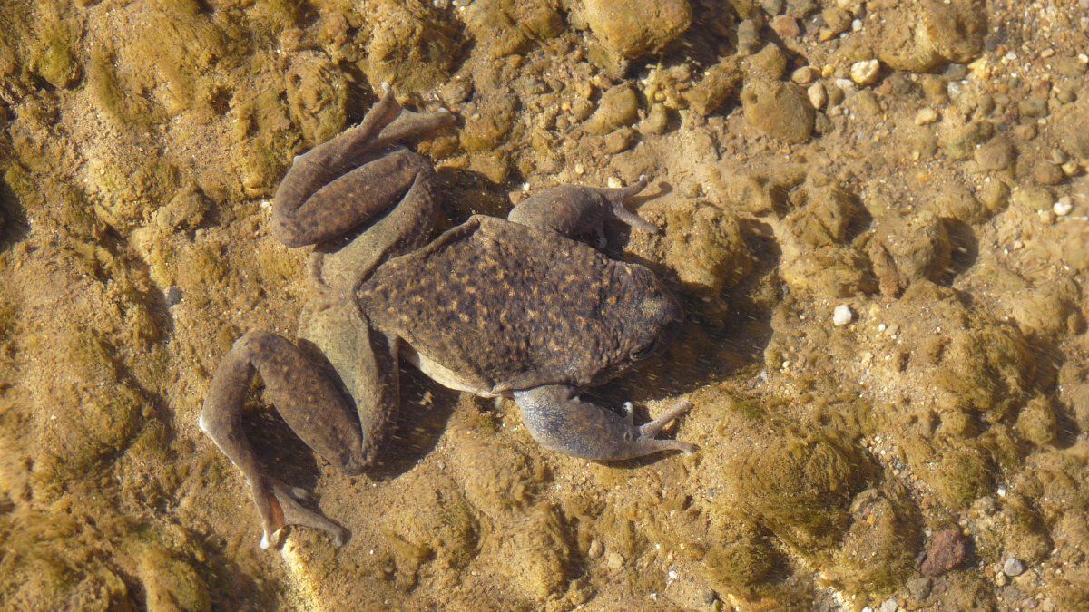 Argentina y Chile se unen para proteger una rana en extinción