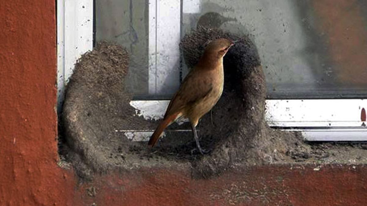Increíbles fotos de un hornero haciendo su nido