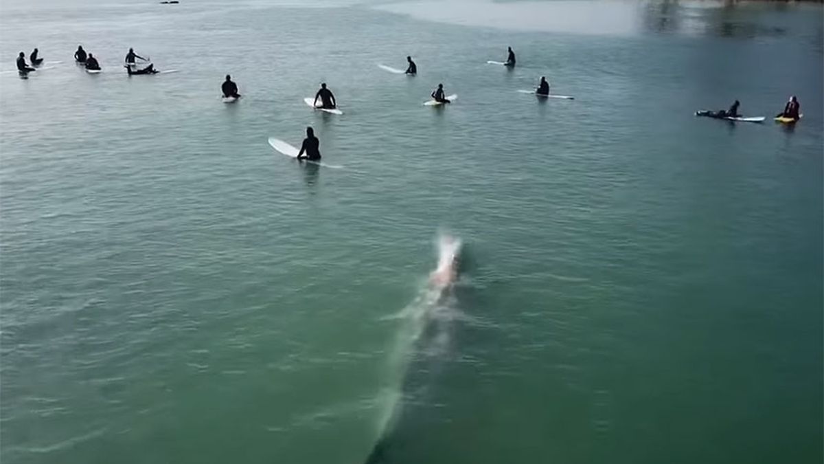 Video: una ballena sorprende a un grupo de surfistas en California