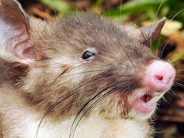 Descubren una nueva especie de mamífero: la rata nariz de cerdo
