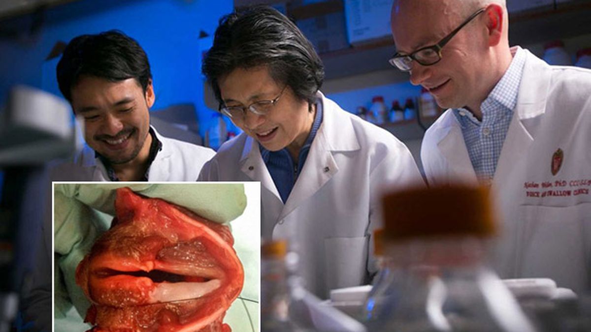 Fabricaron un tejido de cuerda vocal con capacidad sonora