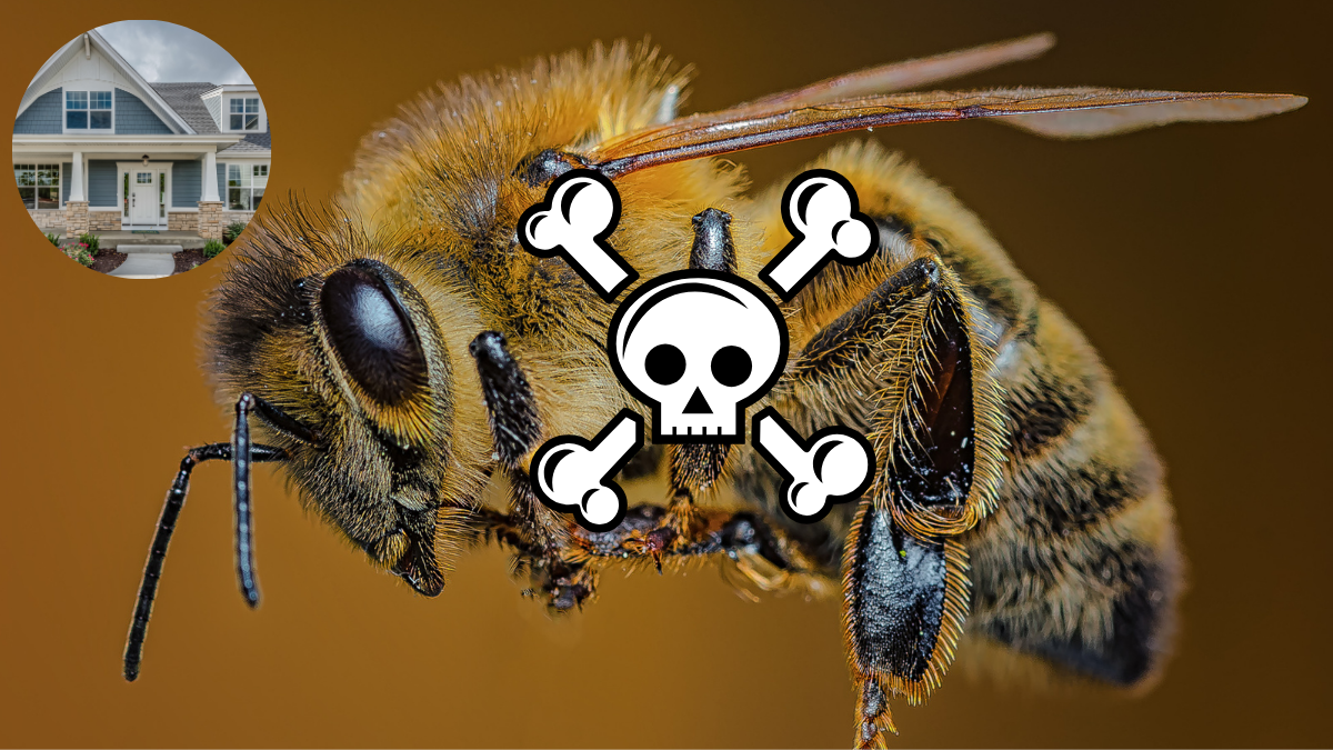 ¿Qué significa encontrar abejas muertas en casa?