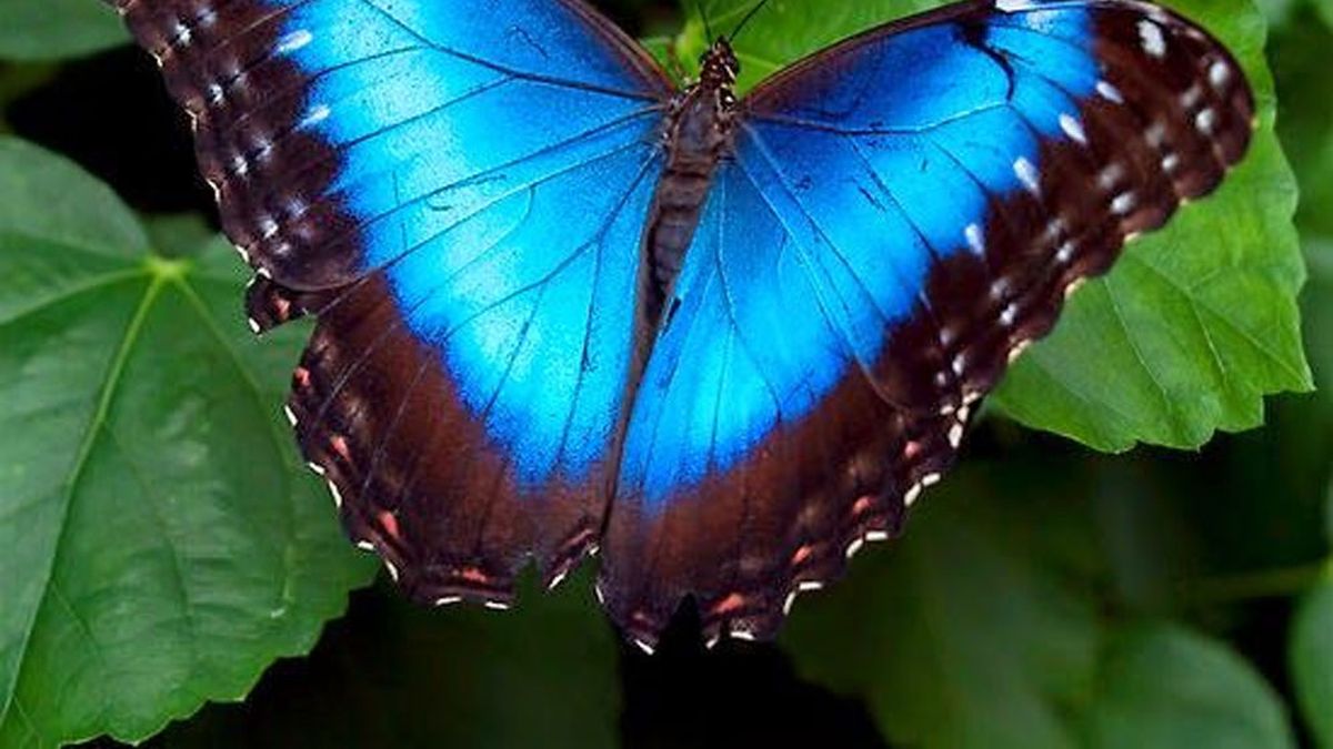 La mariposa azul de Miami lucha por sobrevivir
