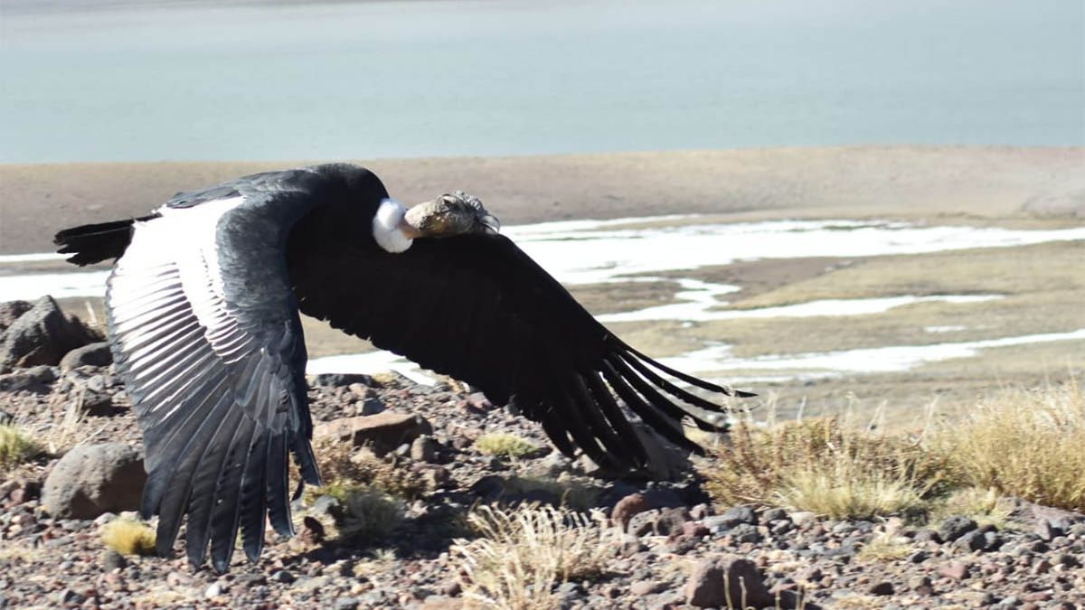 Emocionante rescate de dos cóndores andinos