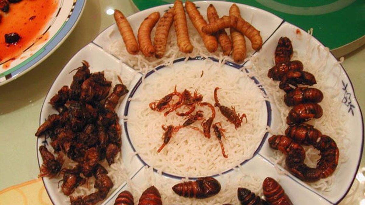 Proponen a los insectos como una alternativa viable a la carne