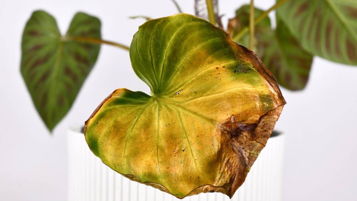 Por qué se secan las hojas de las plantas de interior y cuáles son los ...