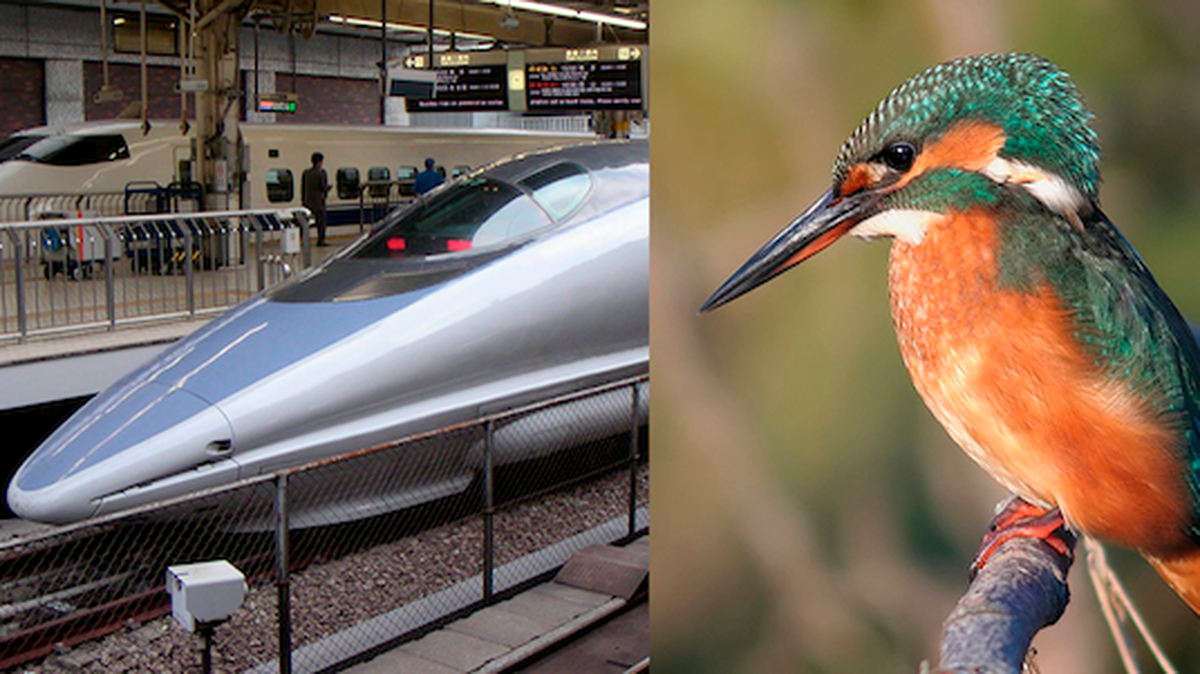 Qué es la biomímesis: la ciencia de imitar a la naturaleza para ...