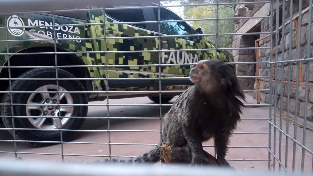 Capturaron a un mono tití en Chacras de Coria y lo trasladaron al Ecoparque