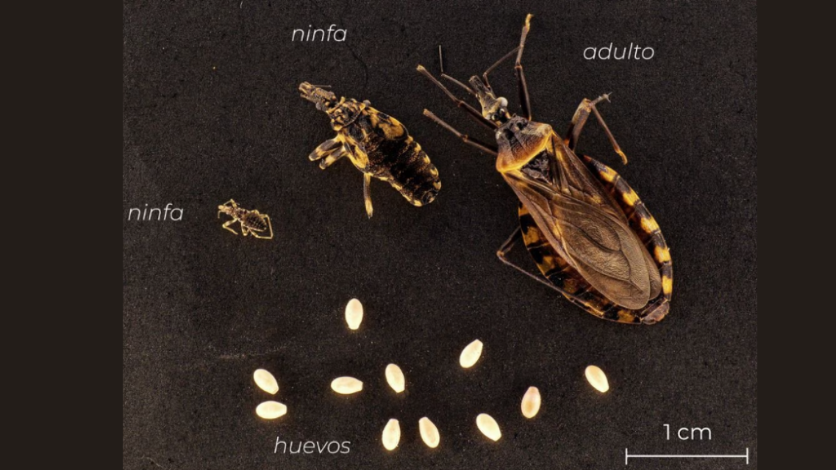 En el Día del Paciente de Chagas, el Gobierno alertó sobre la ...