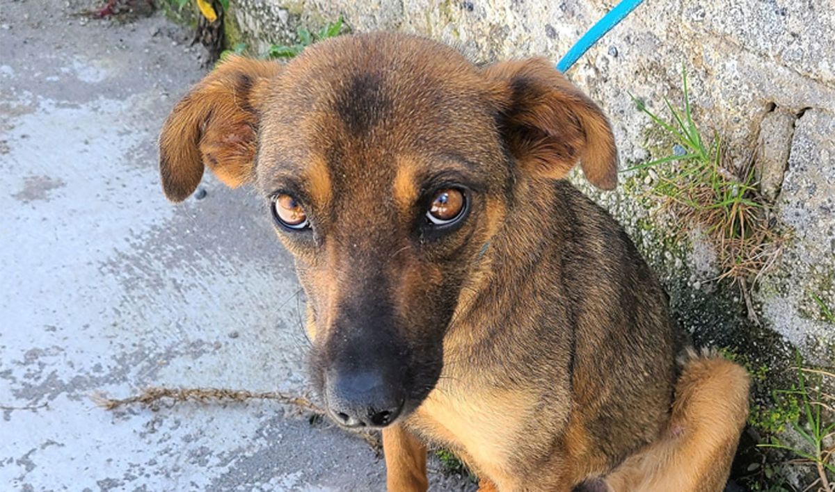 Qué significa Firulais y por qué a muchos perros se los llama de esa manera