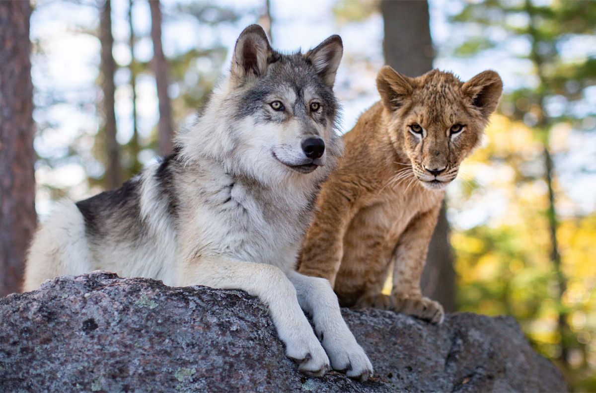 El lobo y el león, ¿por qué es la mejor película infantil?