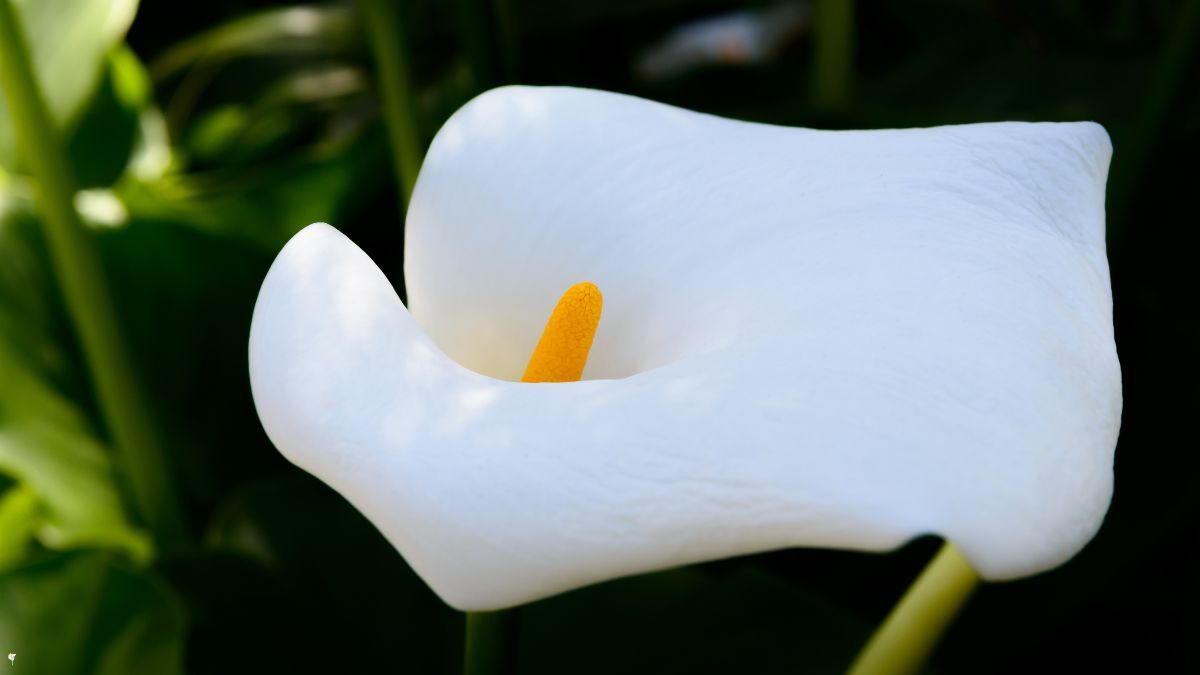 ¿Qué significa que te regalen una cala?