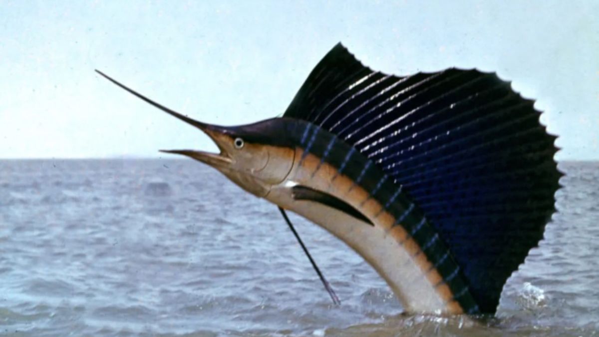 El animal que nada más rápido: el pez que alcanza los 110 km/h