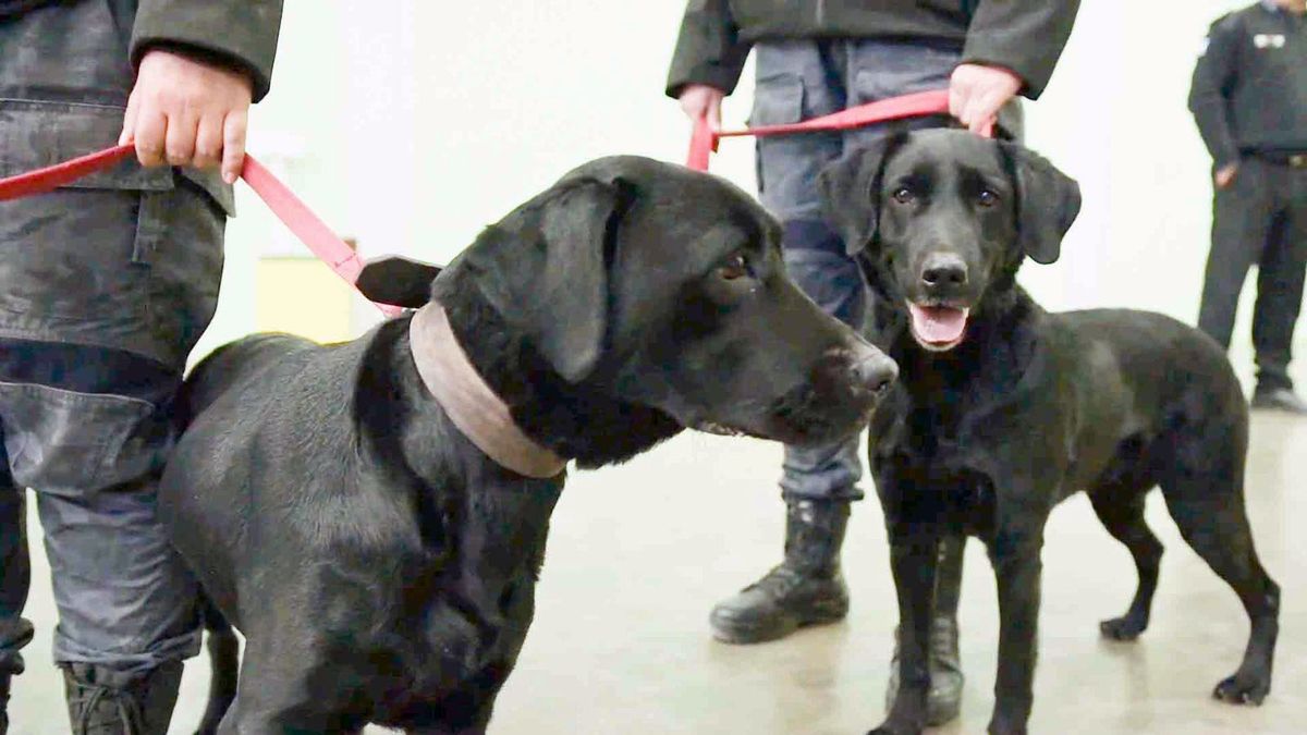 Dos labradoras trabajan para el Servicio Penitenciario para detectar ...